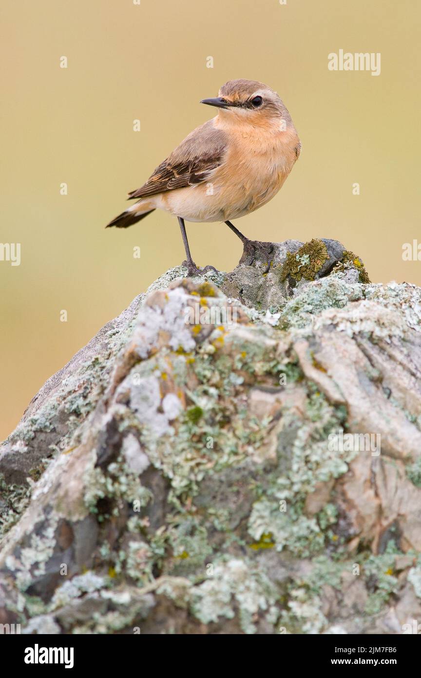 Northern wheatear natural habitat hi-res stock photography and images ...