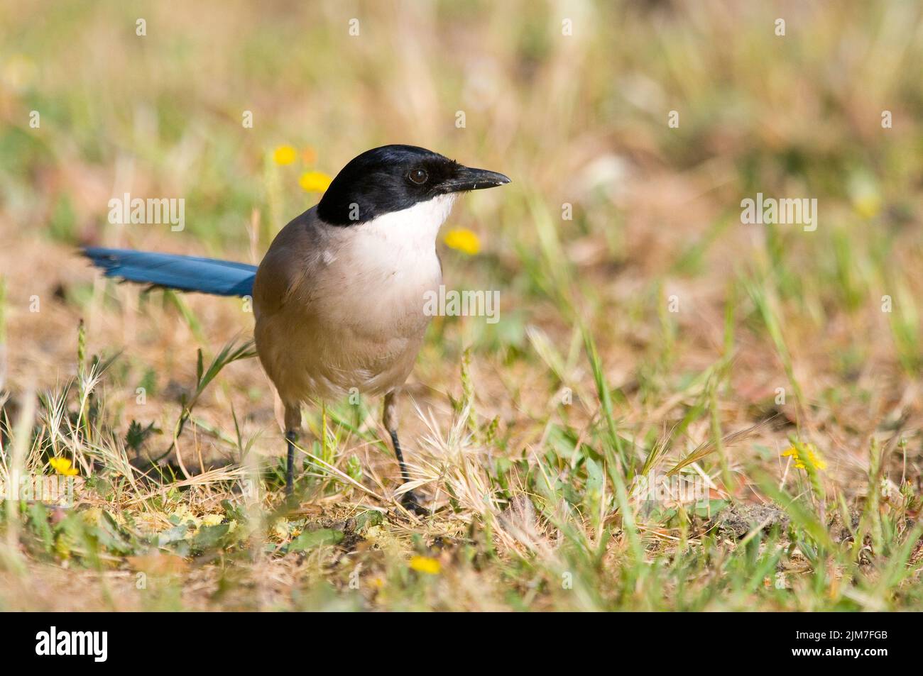 Azur winged hi-res stock photography and images - Alamy