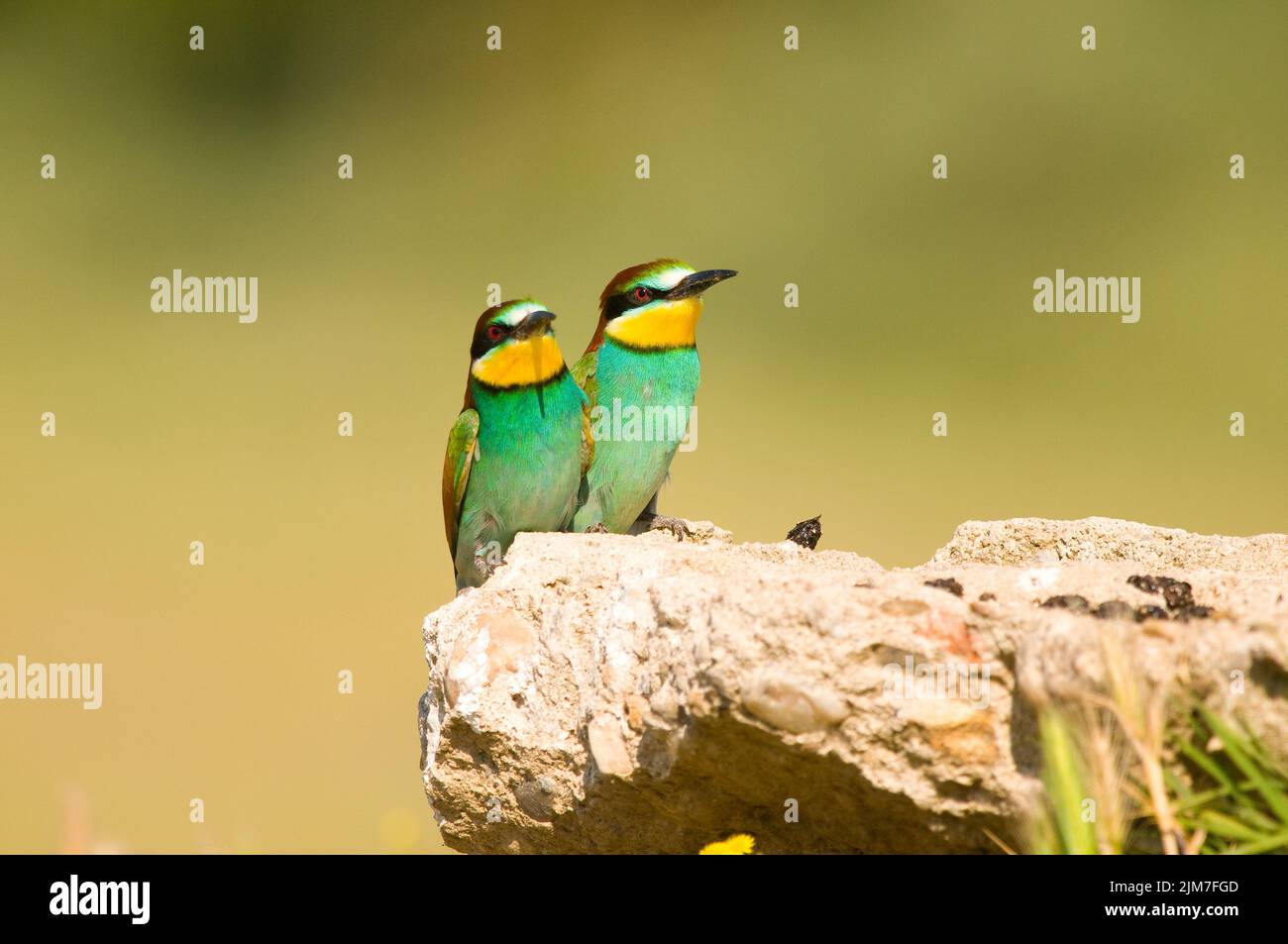 Two European bee eaters perched on a rock Stock Photo - Alamy