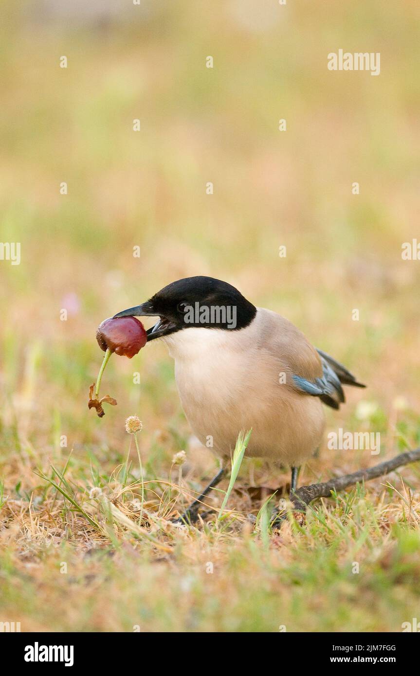 A vertical closeup shot of an Azur winged magpie eating a berry Stock ...