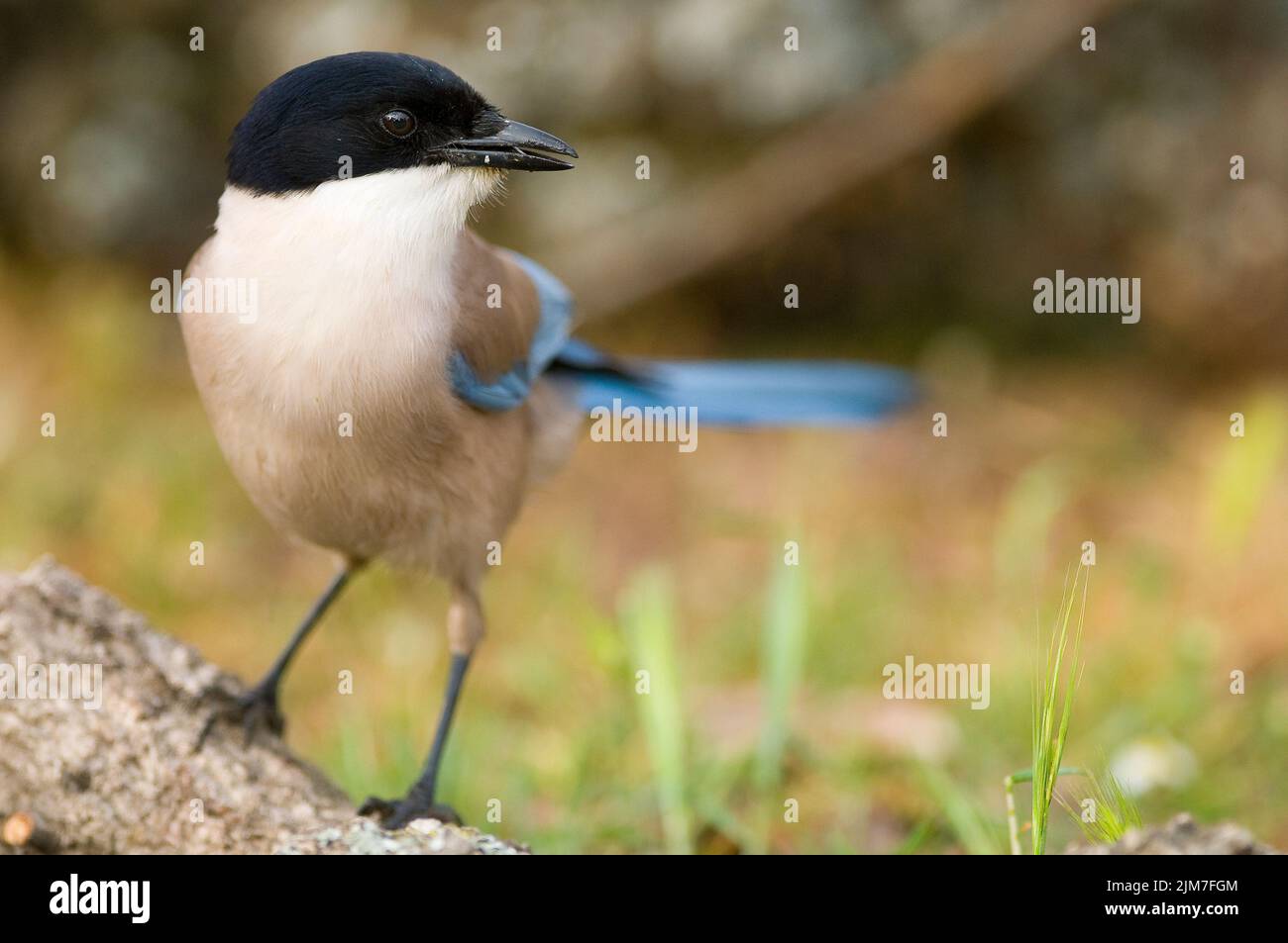 Azur winged hi-res stock photography and images - Alamy
