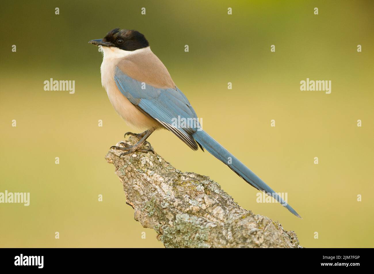 Azur winged hi-res stock photography and images - Alamy