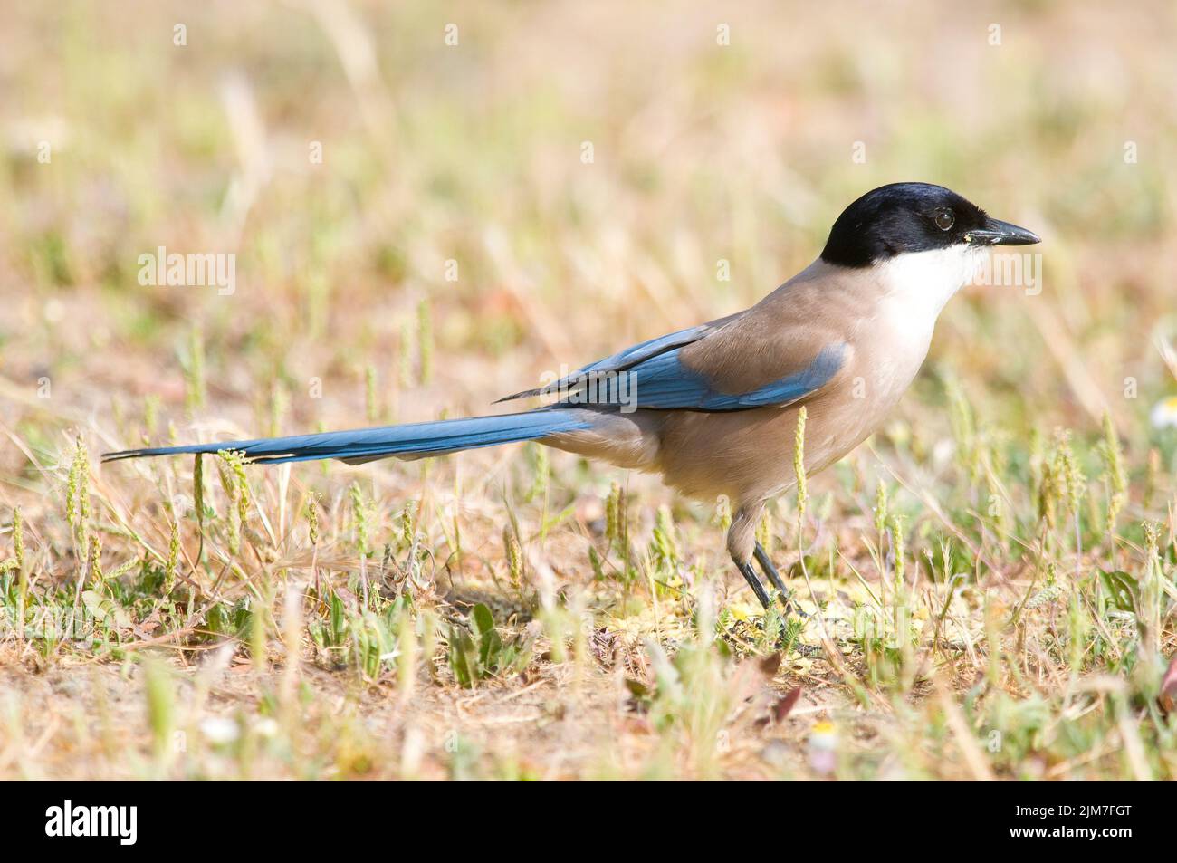 Azur winged hi-res stock photography and images - Alamy