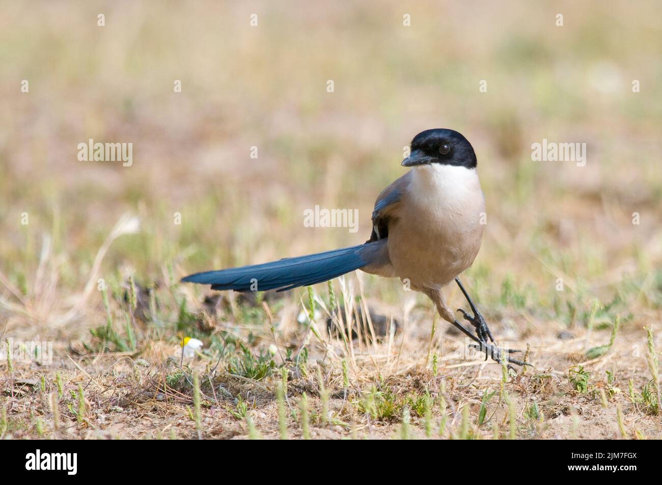 Azur winged hi-res stock photography and images - Alamy