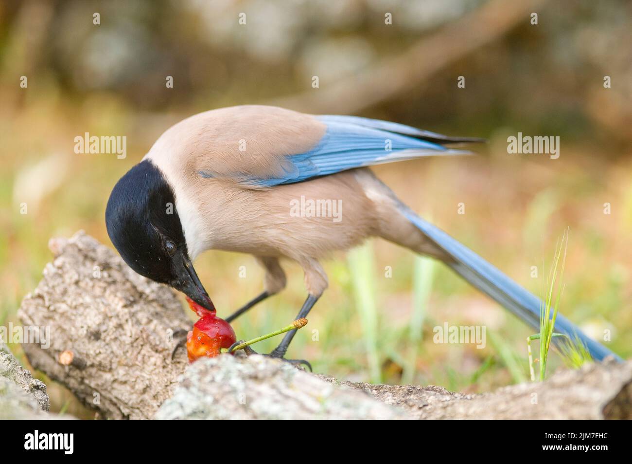 A shallow focus of azure winged magpie bird eating a cherry in the ...