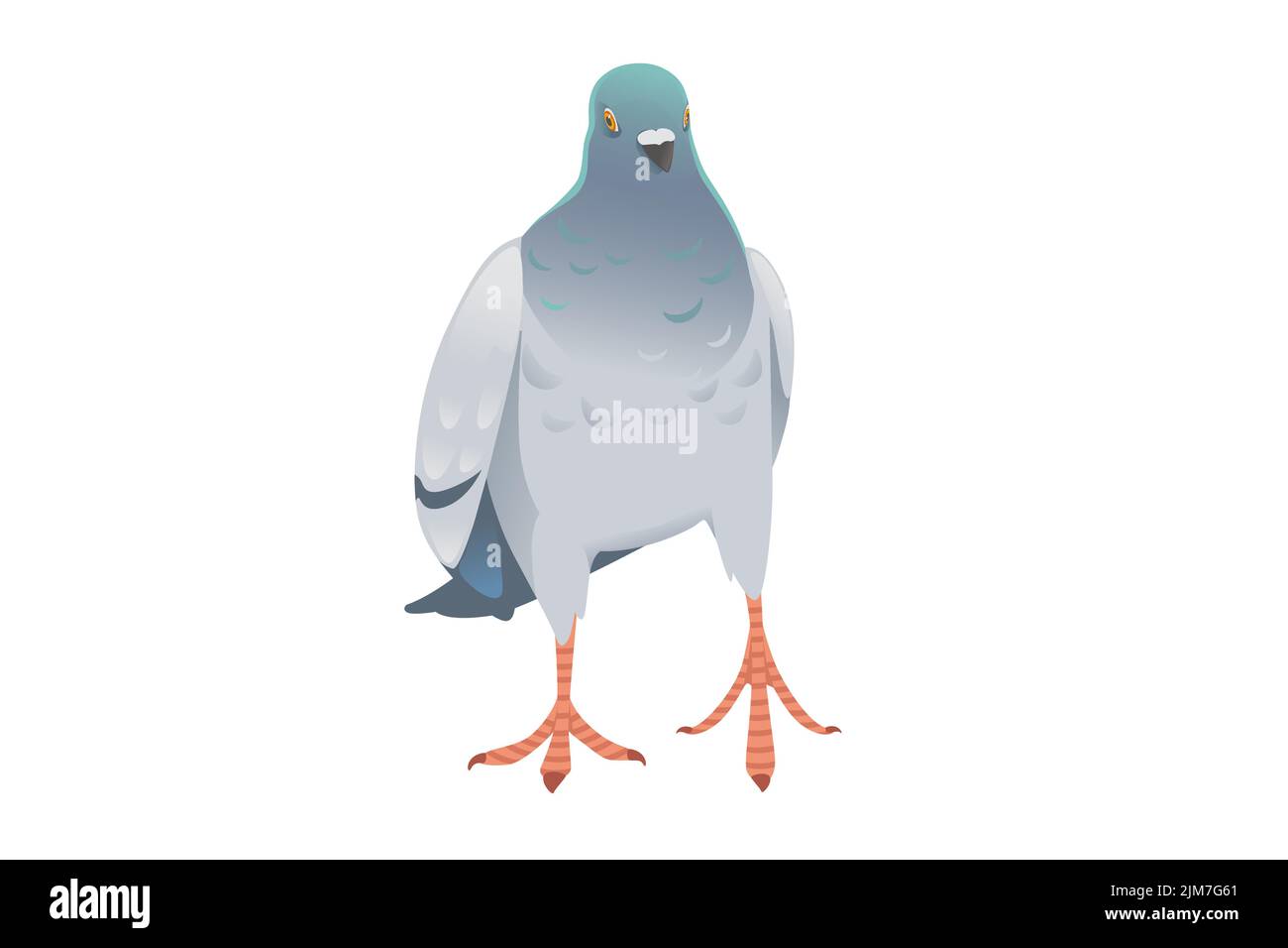 Pigeon Head Front View