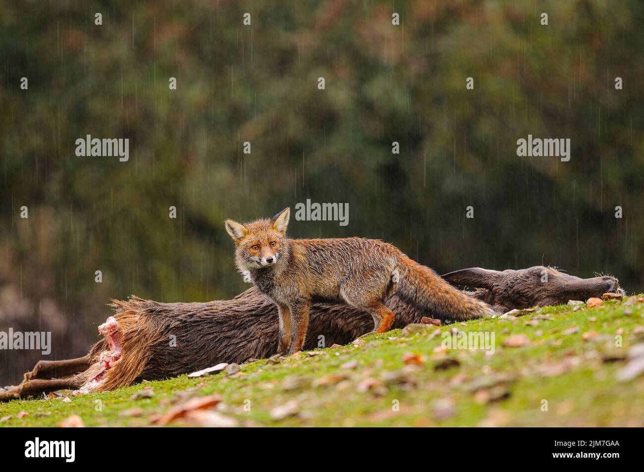 A wild fox with wet fur walking near its prey in the forest under the ...