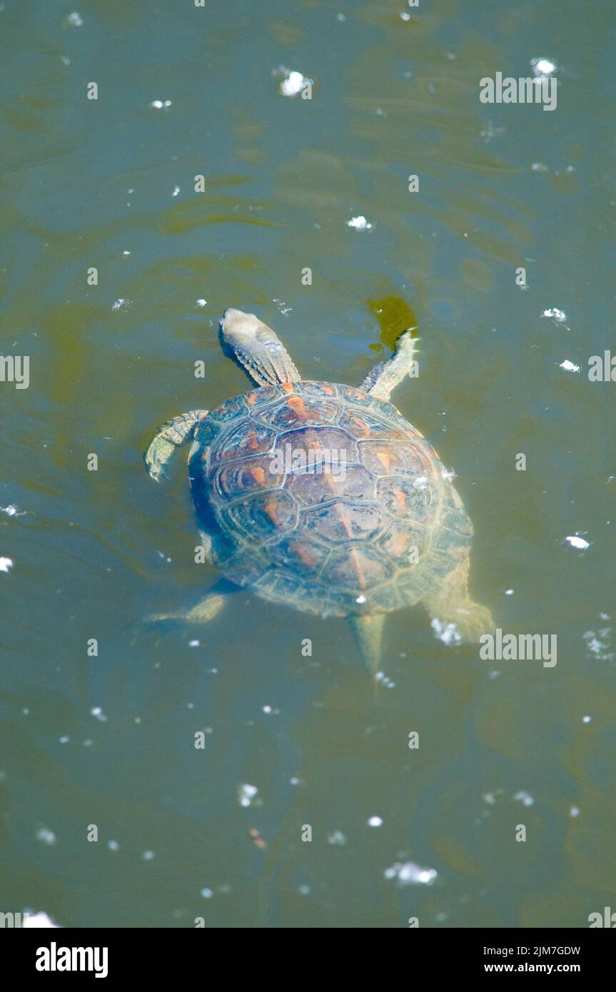 A vertical shot of a sea turtle swimming in the polluted water Stock ...