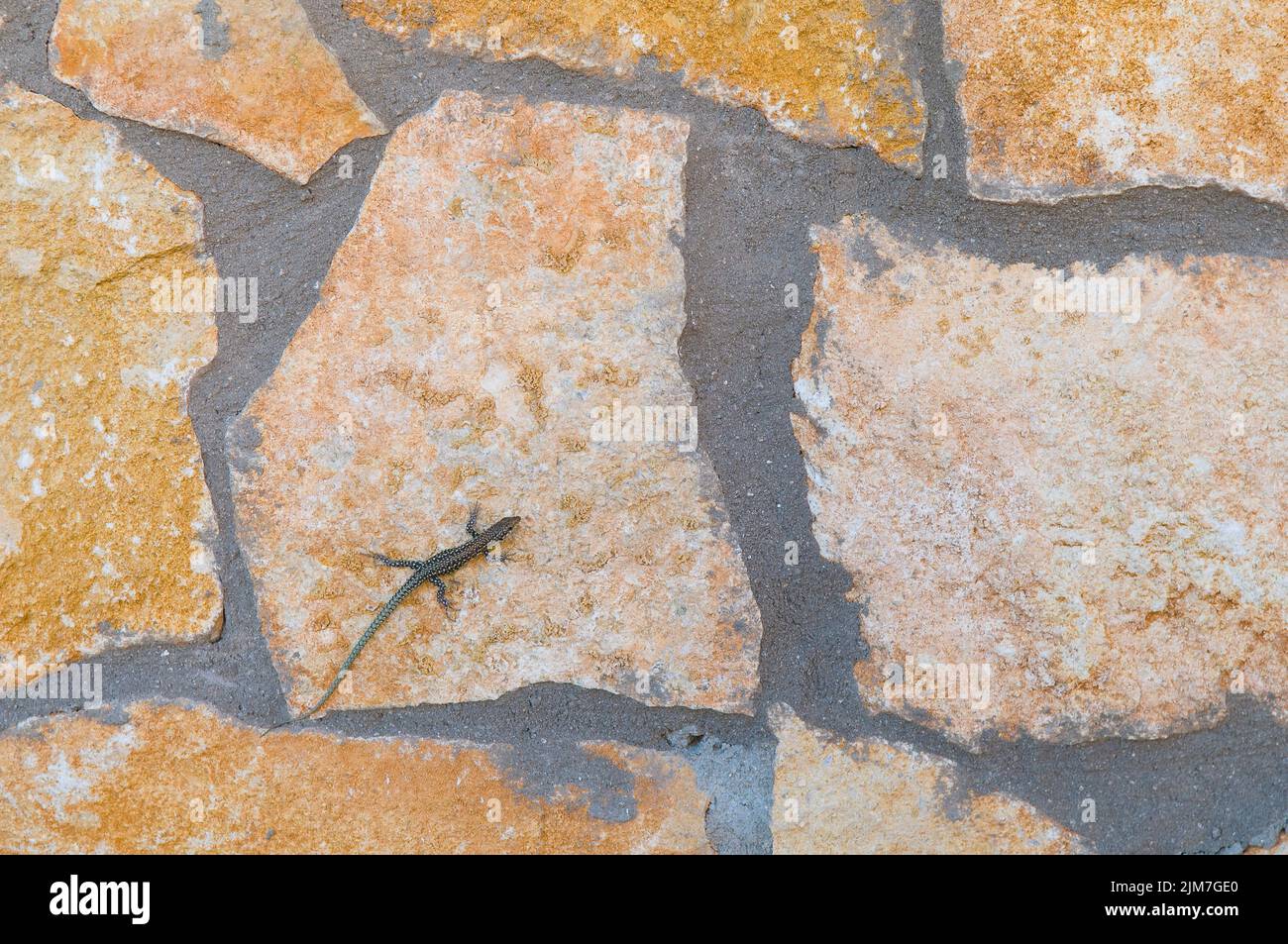 A top view of a tiny gecko crawling on a stone wall Stock Photo - Alamy