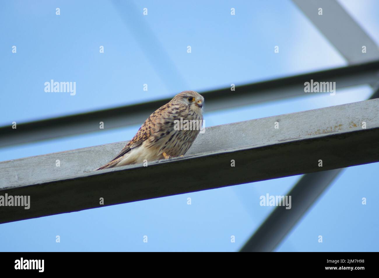 A kestrel chick waits for its parents on a high voltage pylon in ...