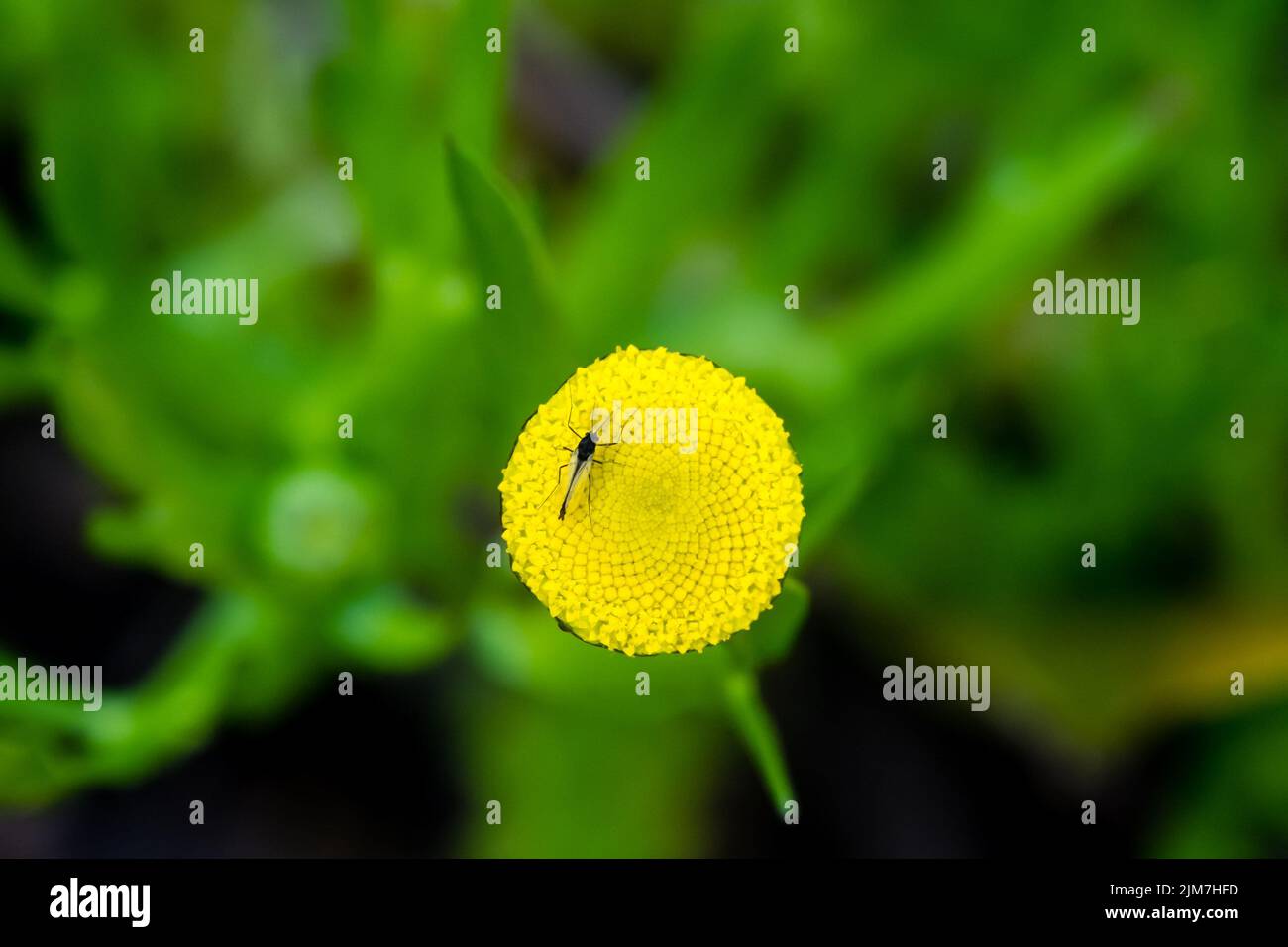 Yellow cotula hi-res stock photography and images - Alamy