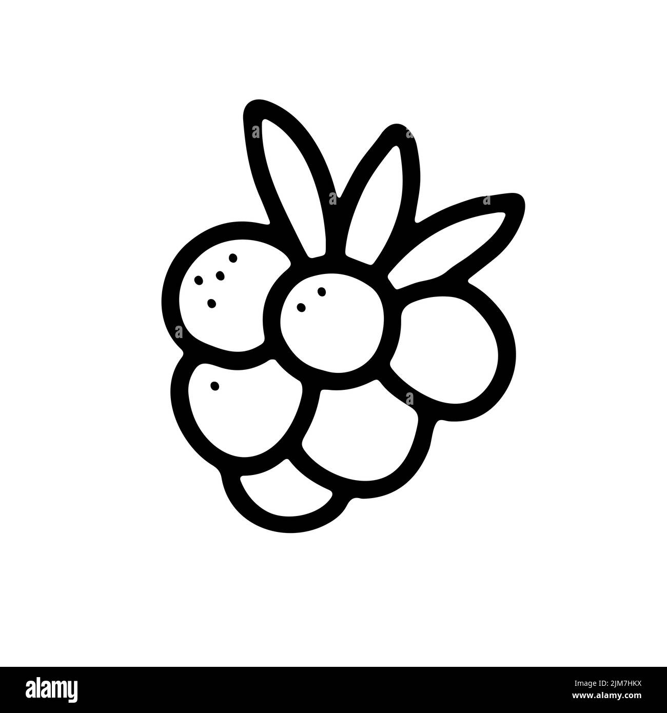 Doodle ripe raspberry. Outline berry with leaves on white background ...
