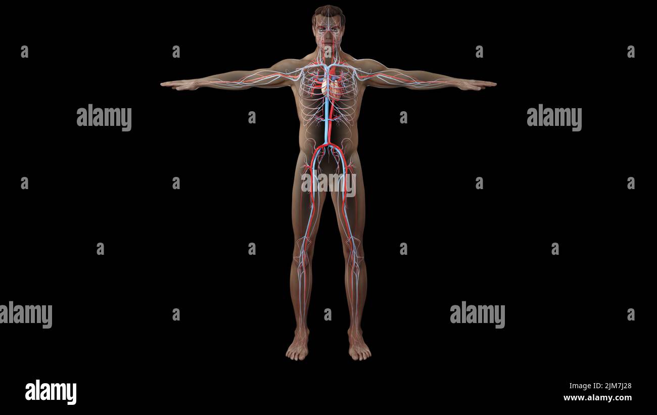 A 3D visualization of circulatory system with a skin - realistic ...