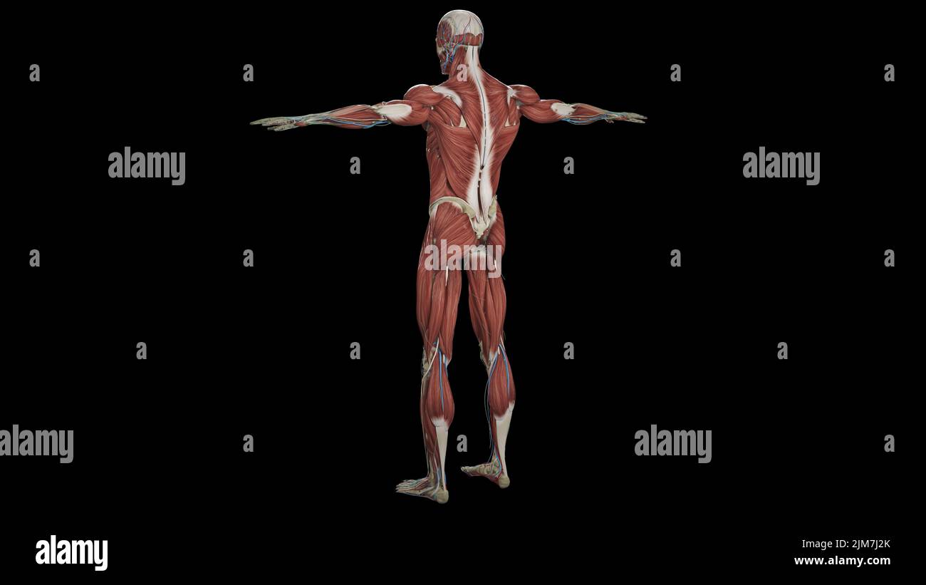 A 3D visualization of a human body anatomy on a black background Stock ...