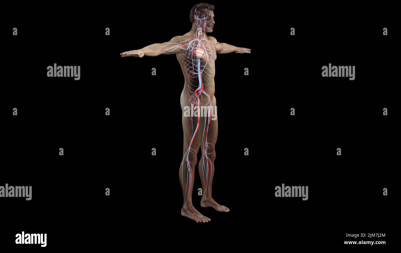 A 3D visualization of circulatory system with opaque skin - realistic ...