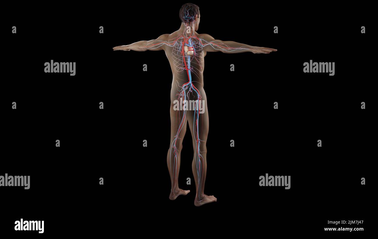A 3D visualization of circulatory system with opaque skin - realistic ...