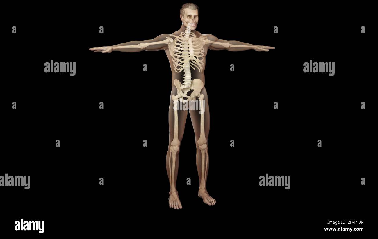 A realistic 3D visualization of the skeleton of a human anatomy body ...