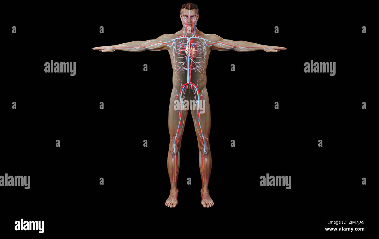 A 3D visualization of circulatory system, skeleton, digestive system of ...