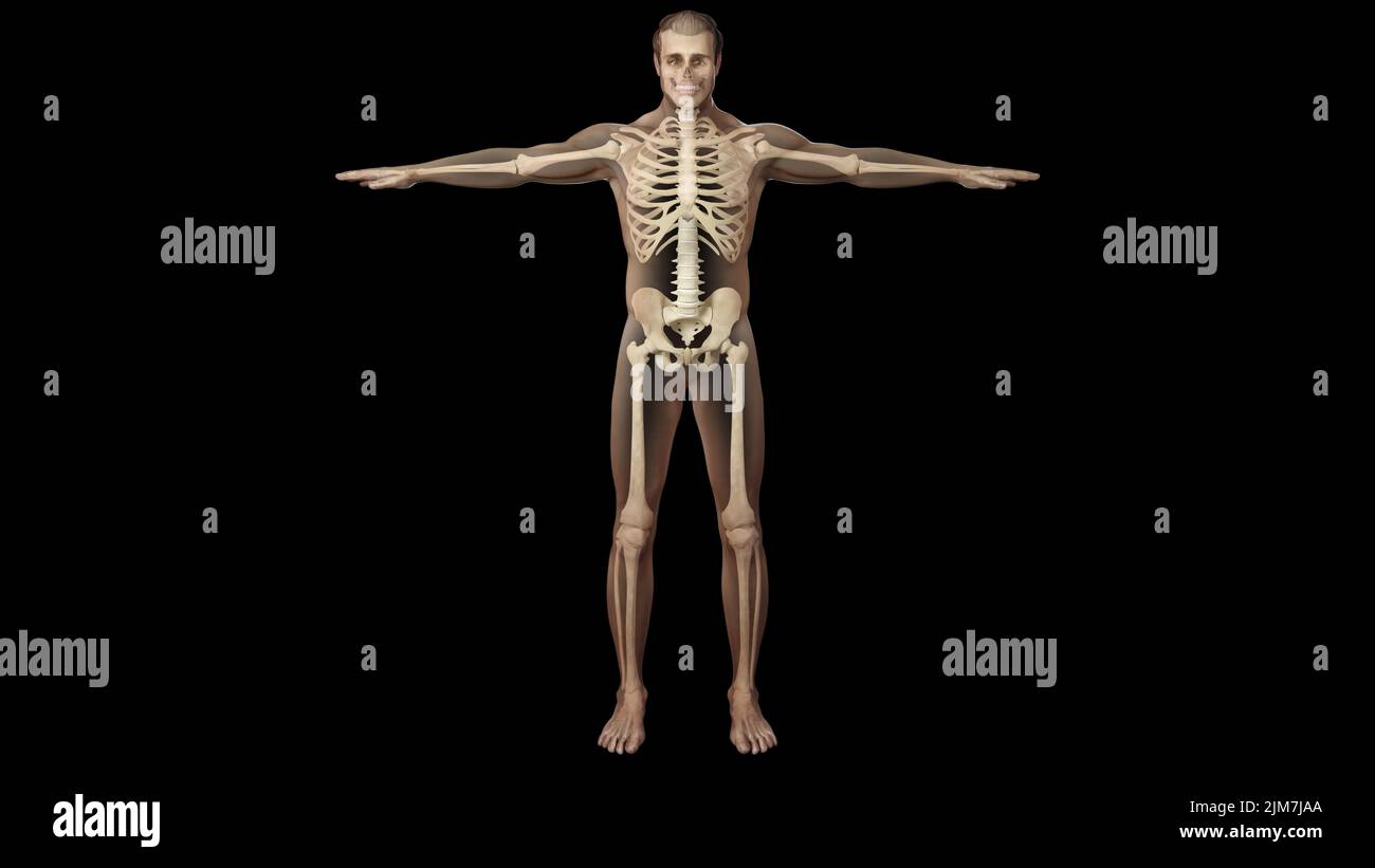 A realistic 3d visualization of the skeleton of a human body with ...