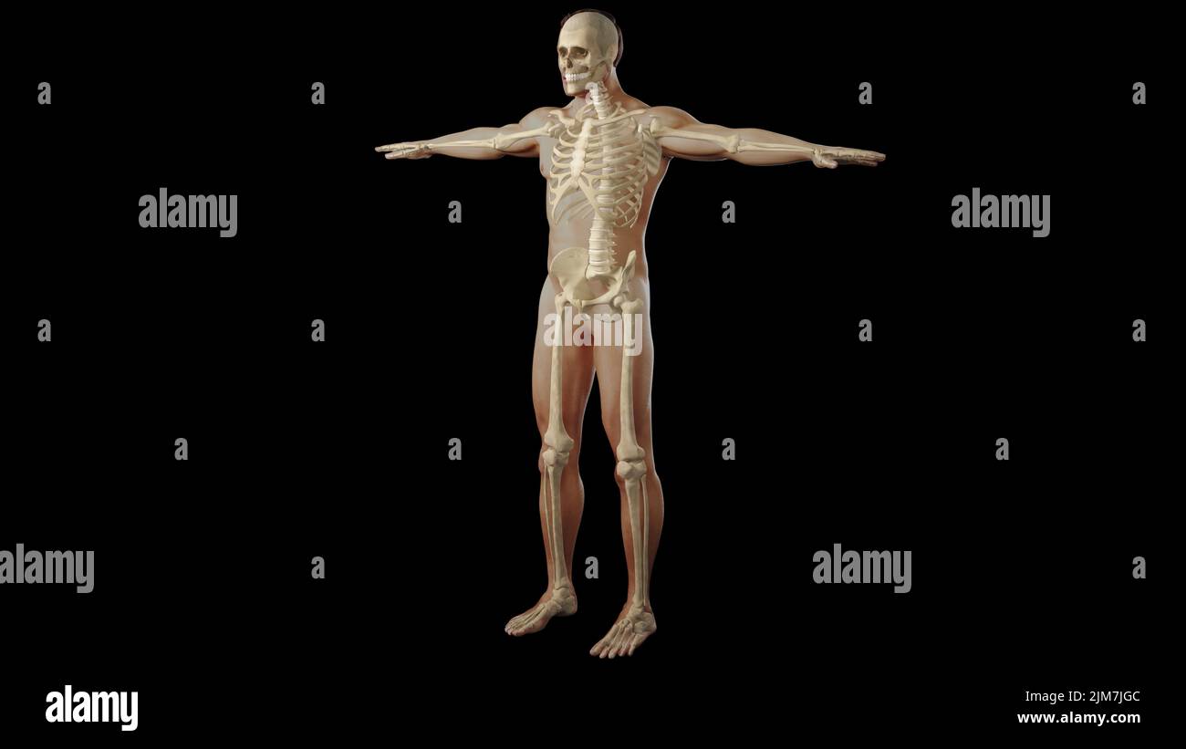 A 3D realistic visualization of the bones in human body - anatomy of a ...