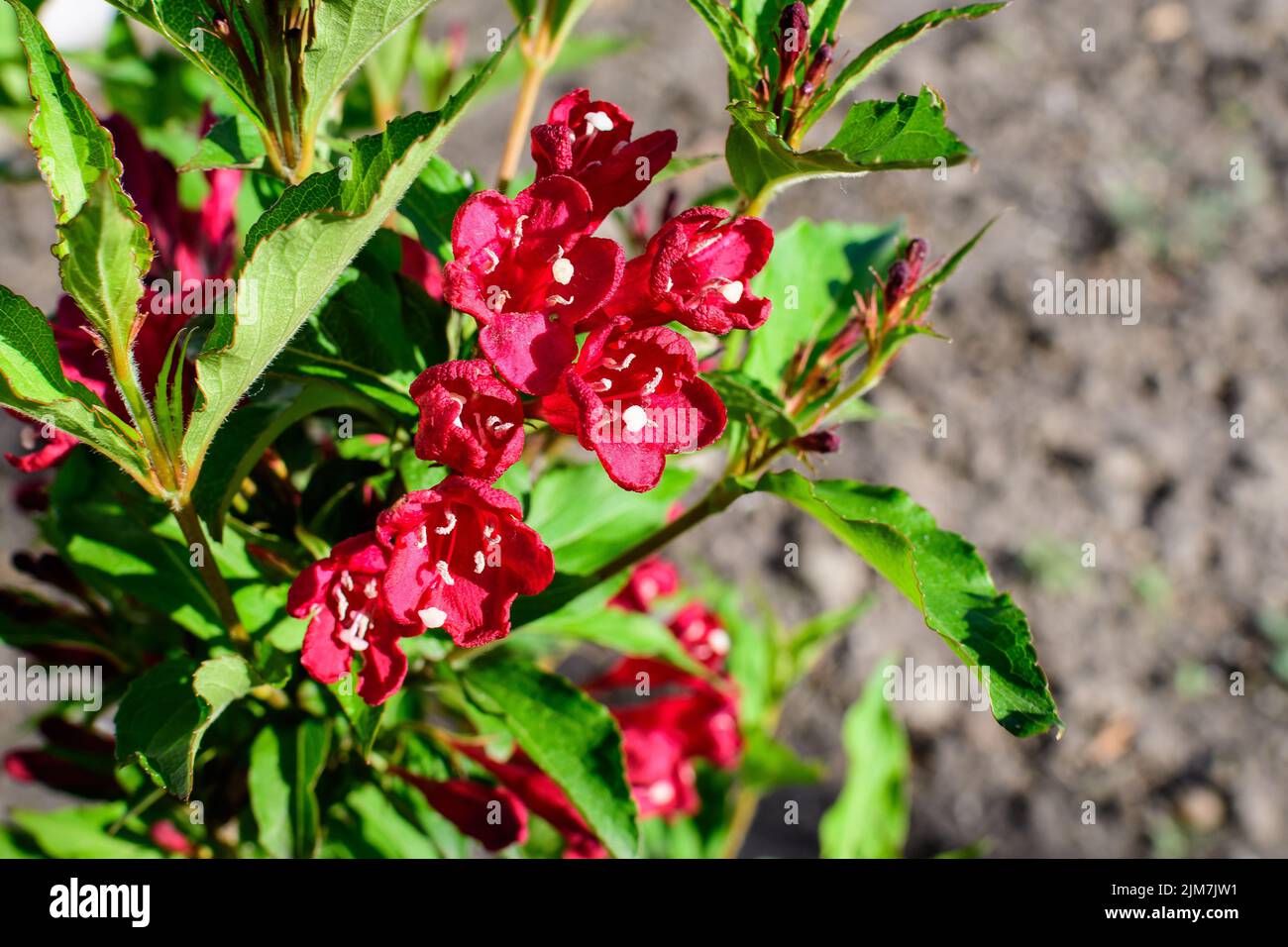 Close up of vivid dark red Weigela florida plant with flowers in full ...