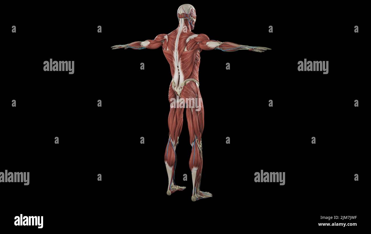 A 3d visualization of muscles in a human body with arms spread sideward ...