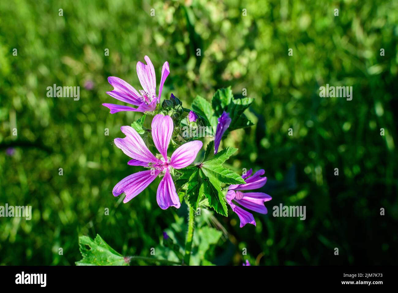 Many delicate pink magenta flowers of Althaea officinalis plant ...