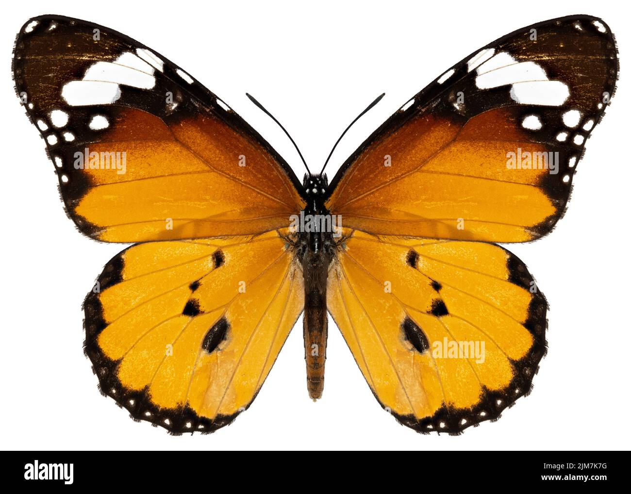 Butterfly species Danaus chrysippus, trivial name: plain tiger ...