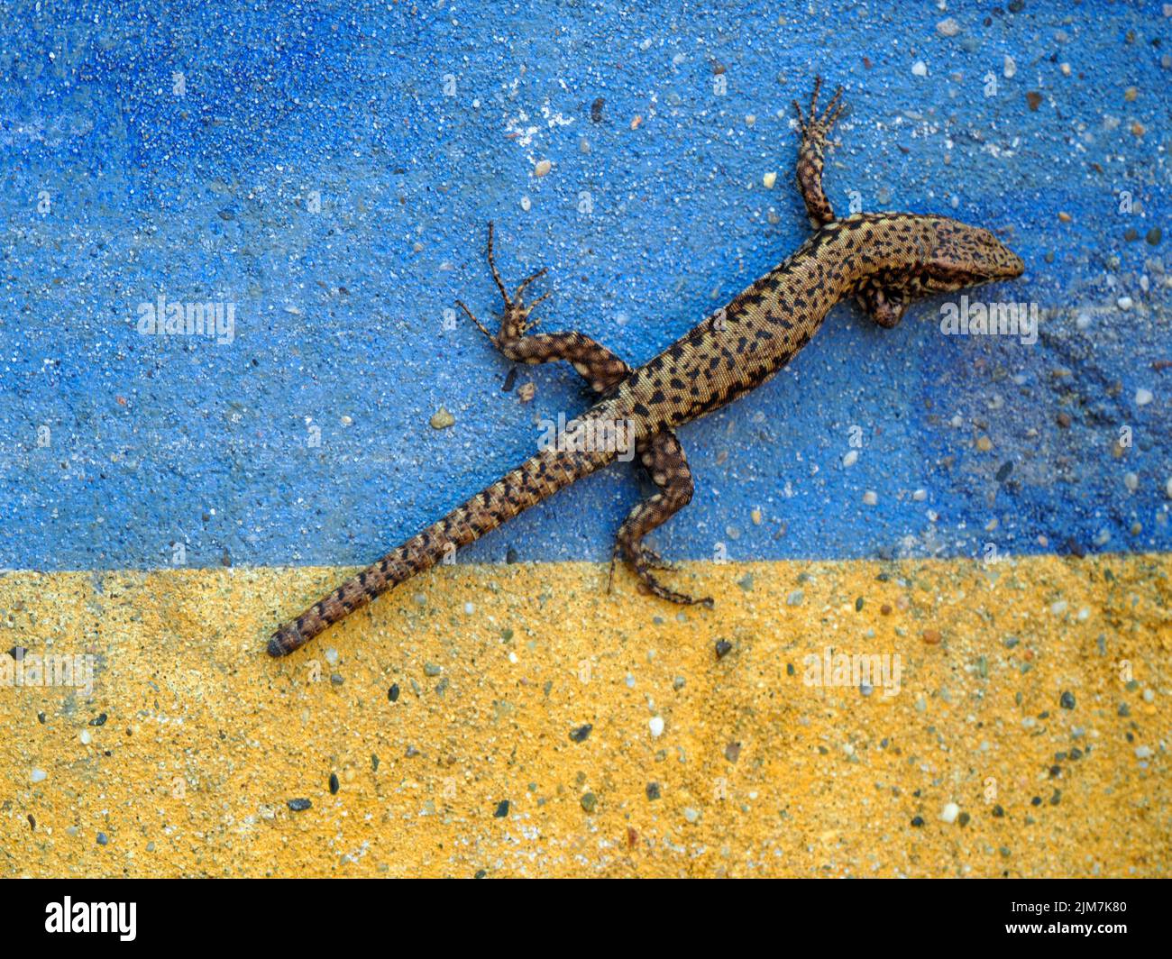 lizard in the wall high res image Stock Photo - Alamy