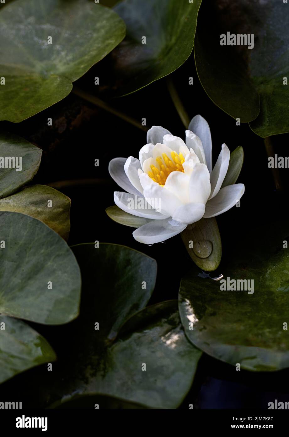 Tropical water lily hi-res stock photography and images - Alamy