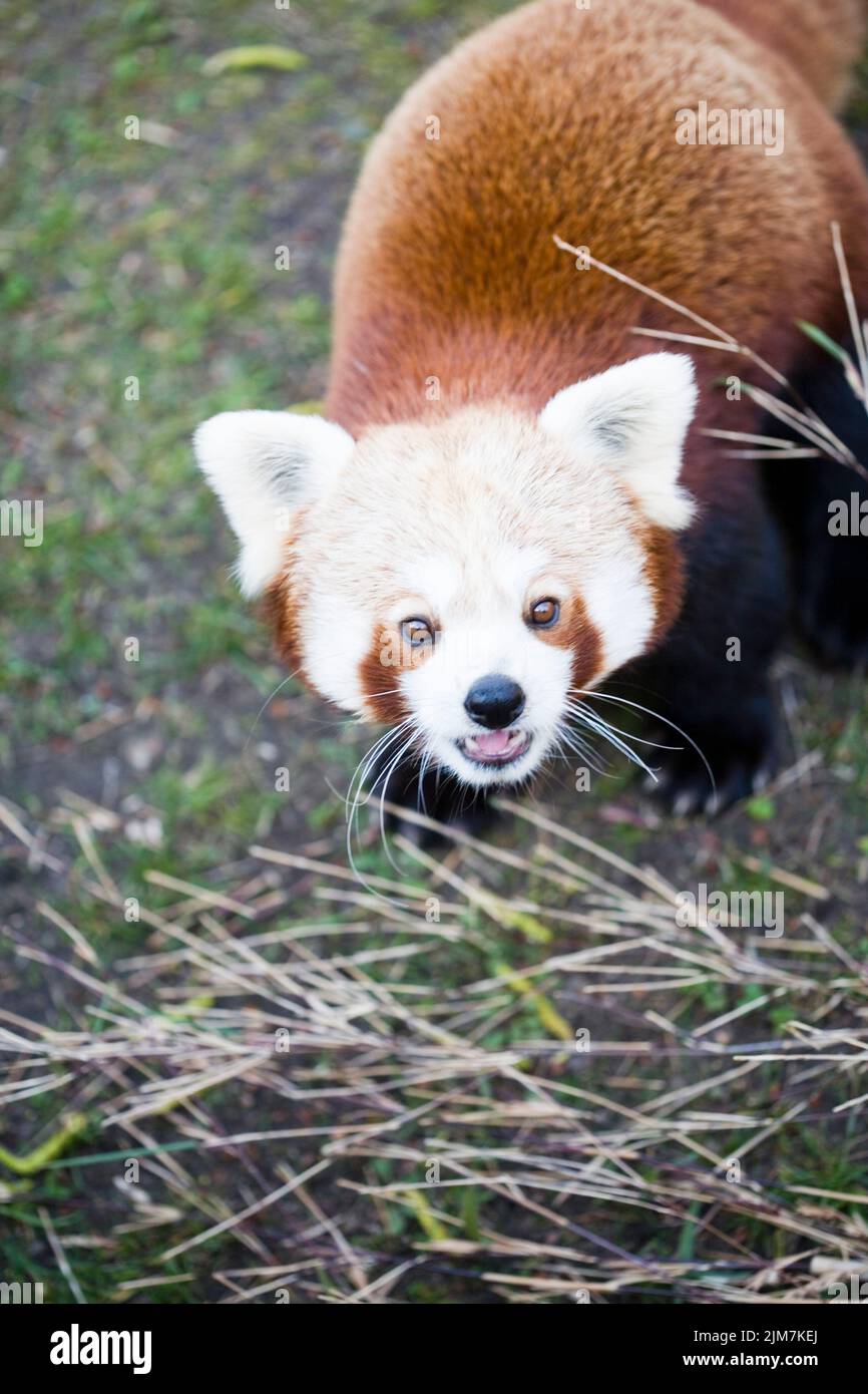 Cat bear hi-res stock photography and images - Alamy