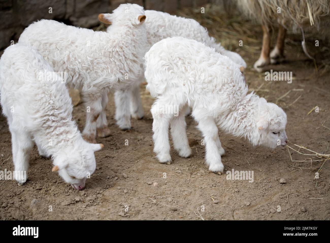 Sand sheep hi-res stock photography and images - Alamy