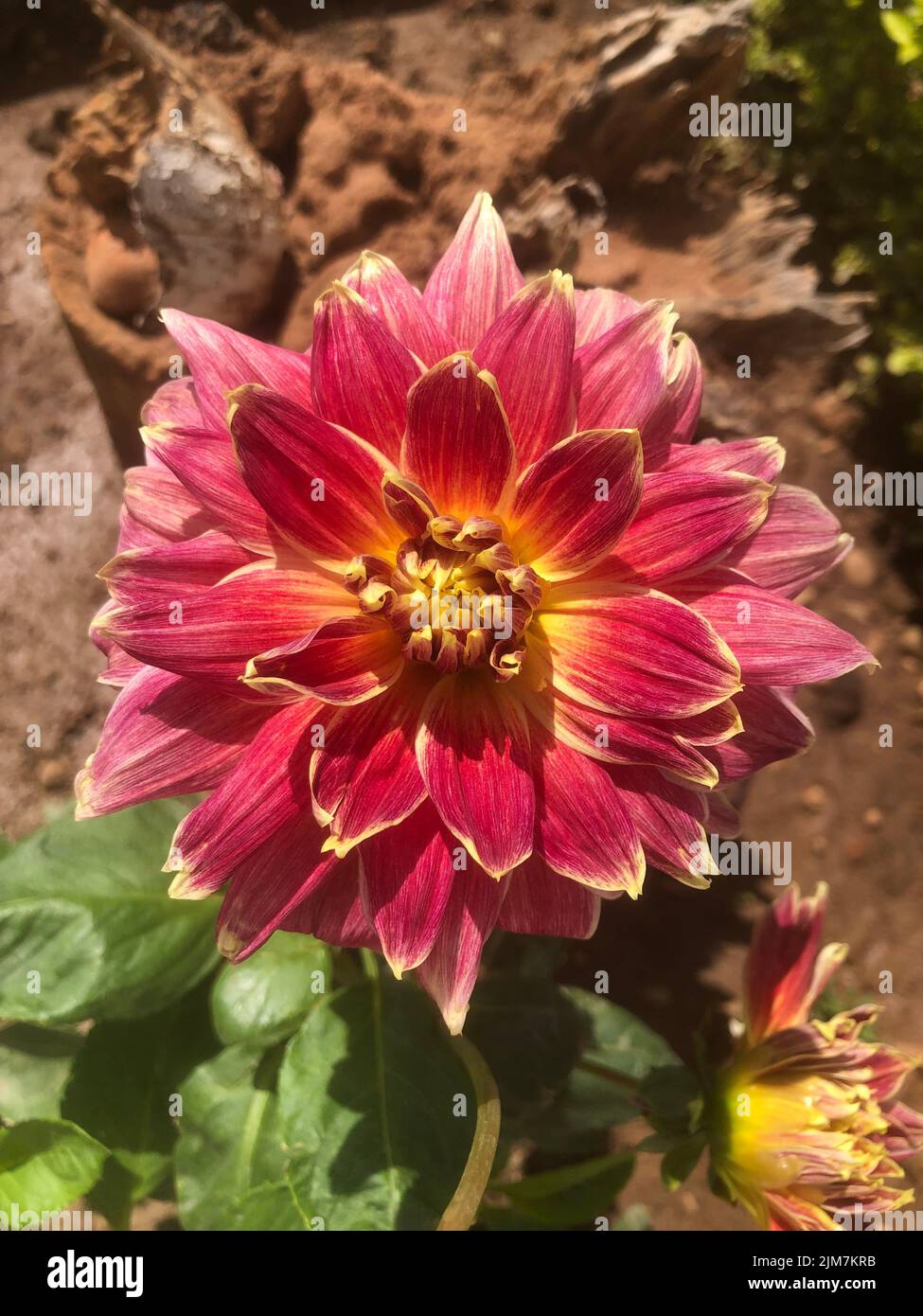 Dahlia flower, A member of the Compositae (also called Asteraceae ...
