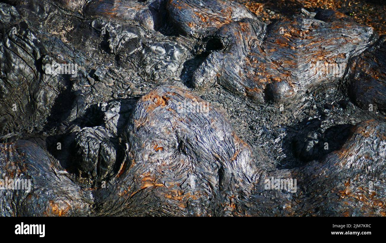 The burnt tree bark from the trees in Goblin Swamp, Pemberton Stock ...