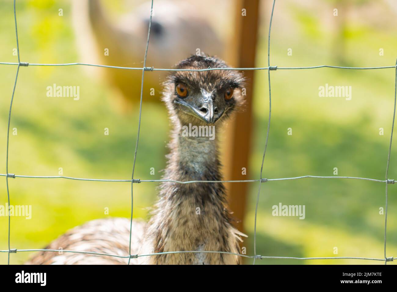 Australian farm animal hi-res stock photography and images - Alamy