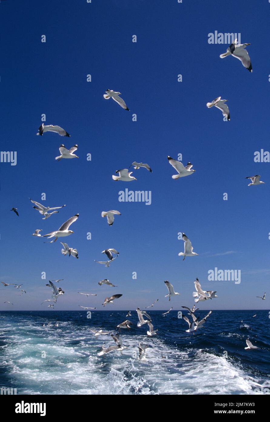 blue sky seagulls flying behind wake fishing boat seagulls eating ...