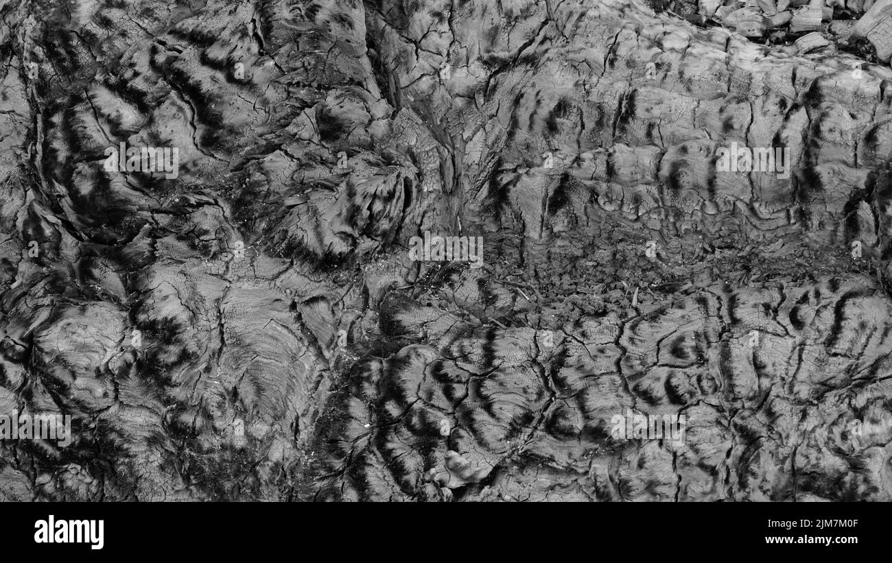 Burnt tree bark from Goblin Swamp, Western Australia Stock Photo - Alamy