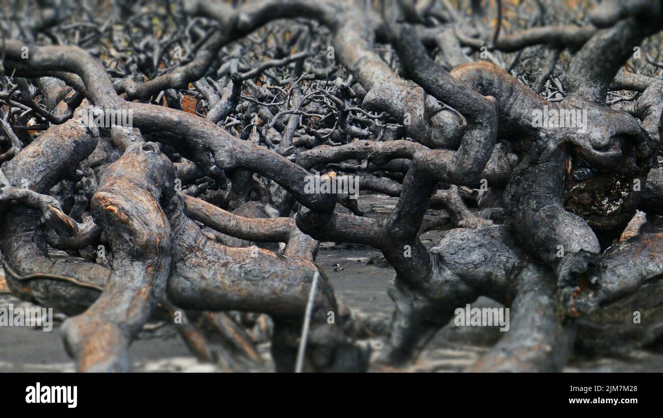 Tangled, burnt tree limbs from Goblin Swamp Stock Photo - Alamy