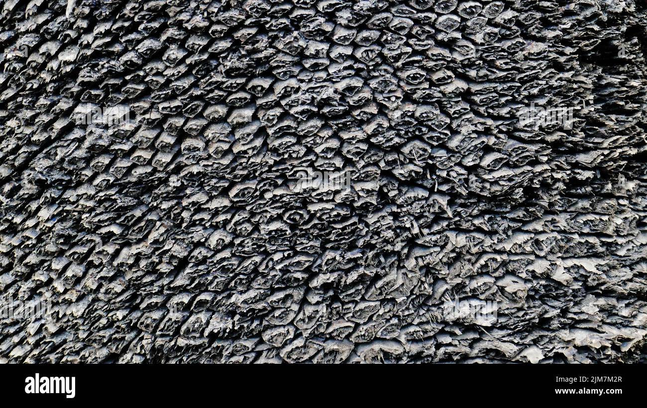 Balga tree hi-res stock photography and images - Alamy