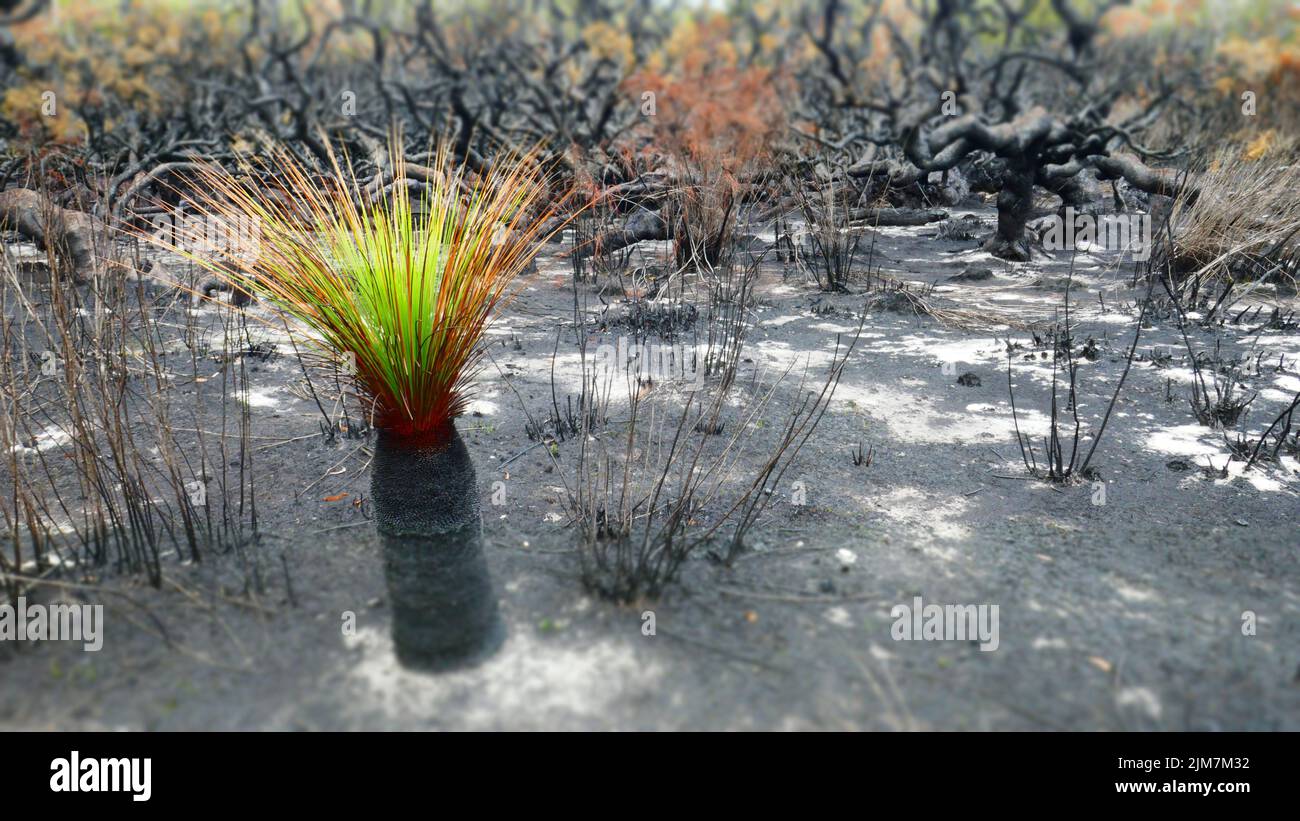 Dead alive plant hi-res stock photography and images - Alamy