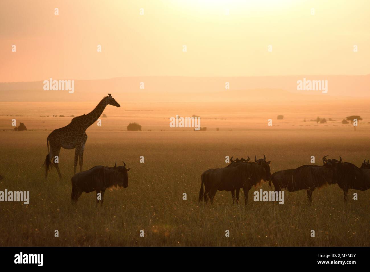 Masai Mara Landscape Stock Photo - Alamy