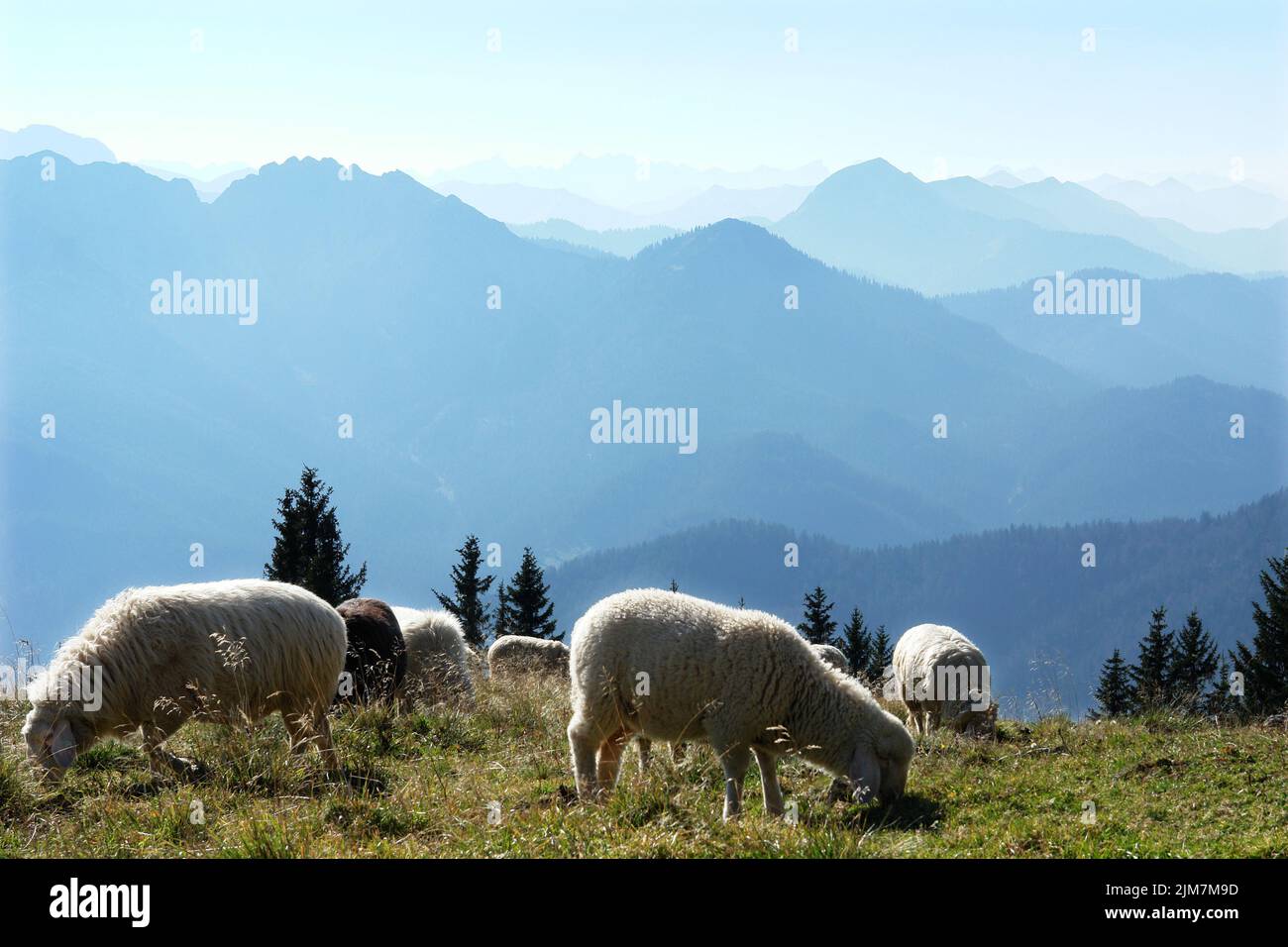 Sheep mountain summit hi-res stock photography and images - Alamy