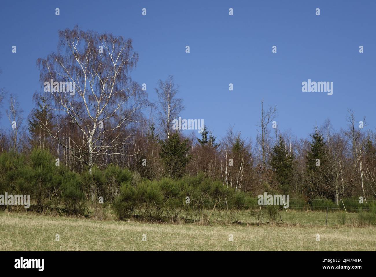 Mixed Siegerland forest with birch (Betula) and firs (Abies), clear ...