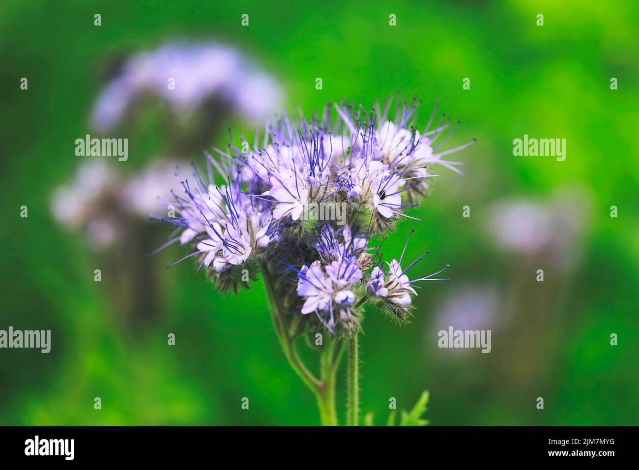 Flowering Lacy phacelia, Phacelia tanacetifolia, often used as a bee ...