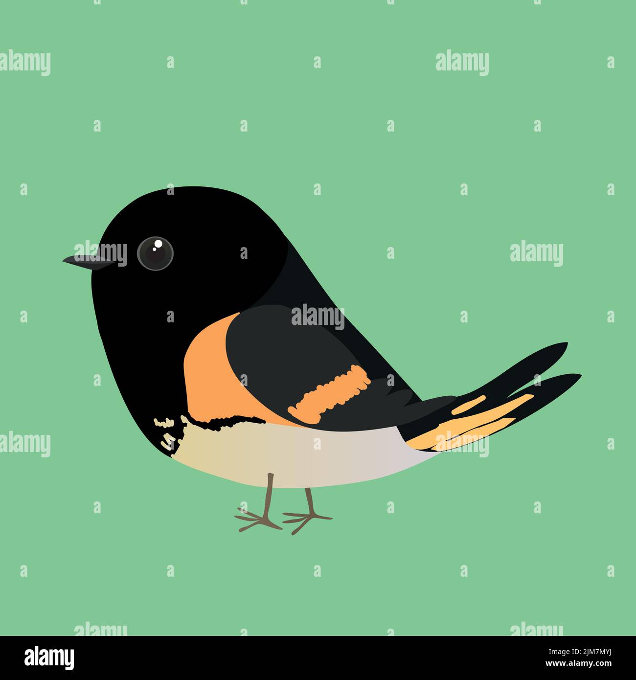 A vector illustration of a cute American redstart. The bird is looking ...