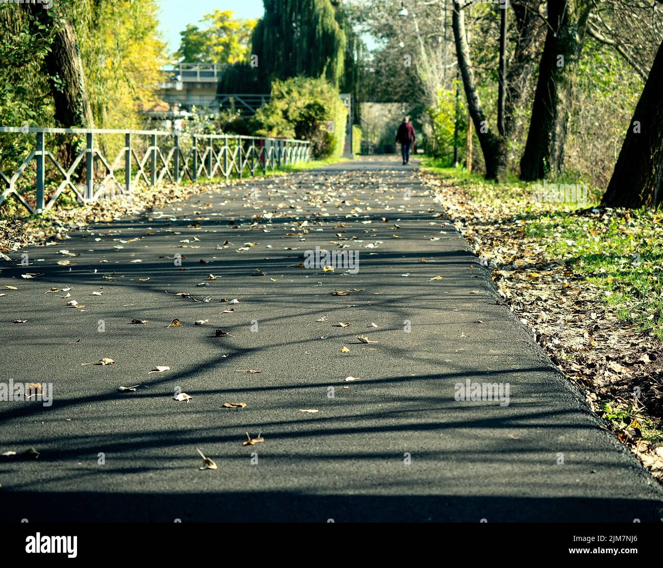 road in the park covered with shadows and a figure in the distance ...