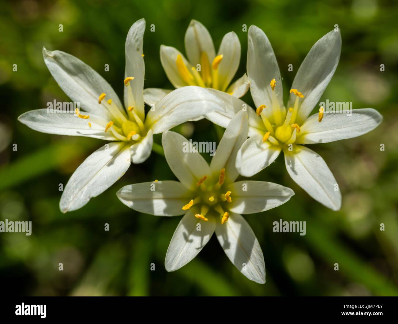 False garlic flowers hi-res stock photography and images - Alamy