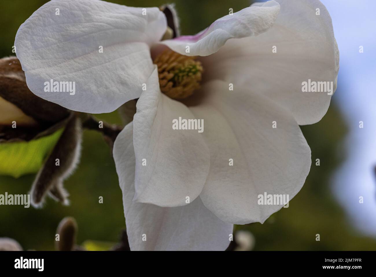 A closeup of a beautiful mokryeon flower against a blurred background ...