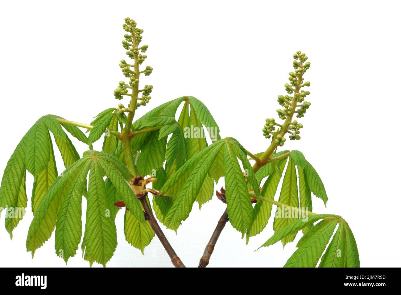 Buds of chestnut tree hi-res stock photography and images - Alamy