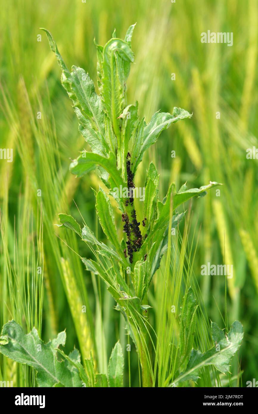 Field pests hi-res stock photography and images - Alamy